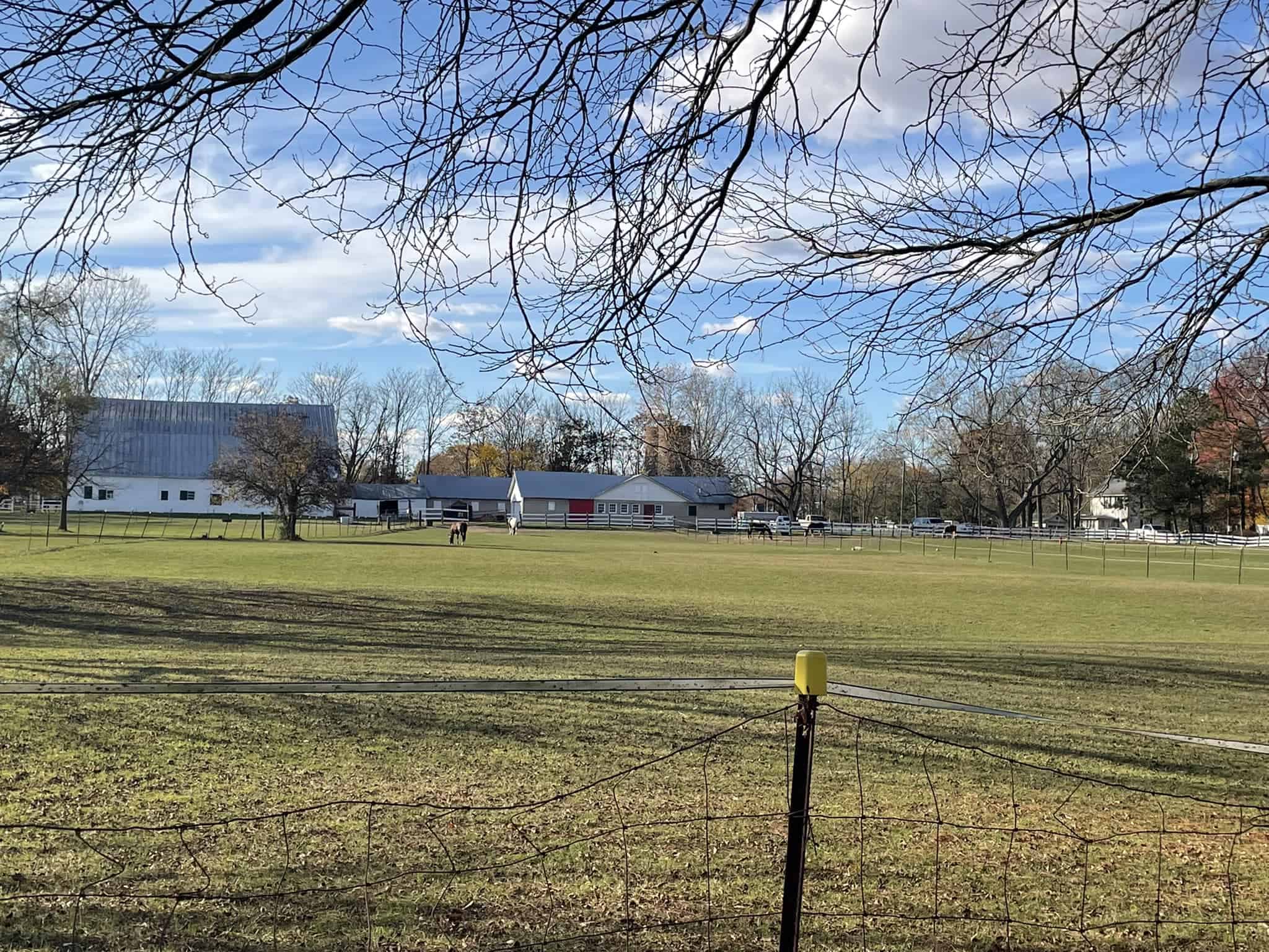 FINDLAY | Dead Horse Behind Bell's Stables Sparks Firestorm Over Animal ...