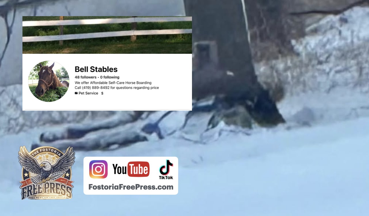 FINDLAY | Dead Horse Behind Bell's Stables Sparks Firestorm Over Animal ...