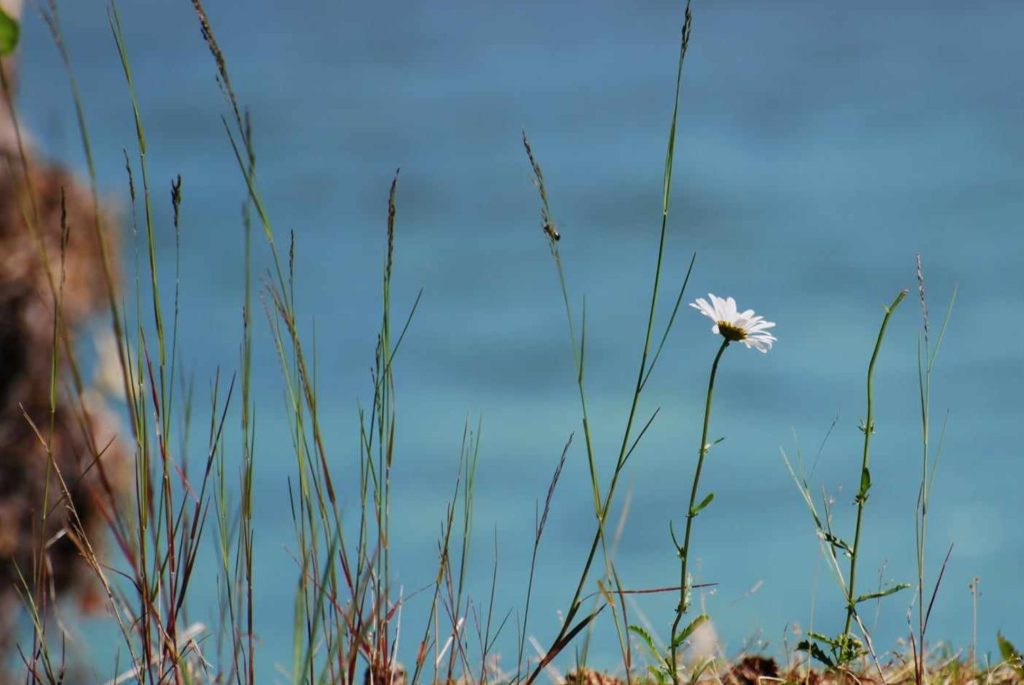 Issue 54 – Haibun - The Solitary Daisy