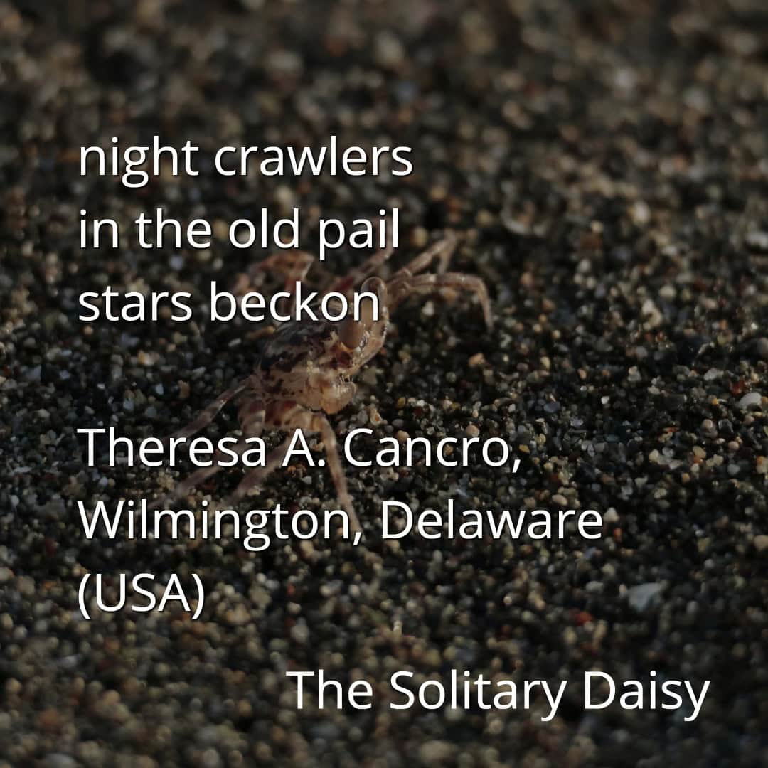 Issue 58 – Newcomer Haiku - The Solitary Daisy