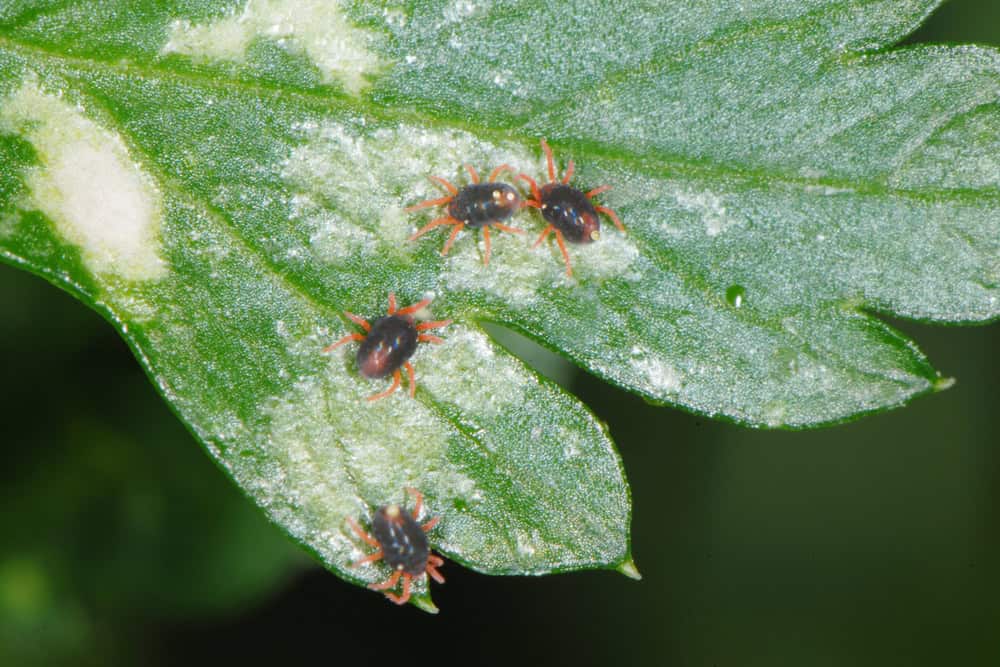 Winter Turf Pests: Clover Mites, Grain Mites, Cutworms & Crane Flies in ...