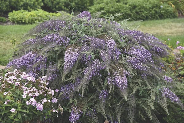 Outsmarting Invasive Plants