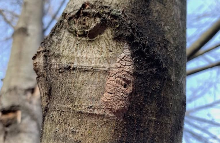 USDA Updates On Invasive Insects Spring 2024