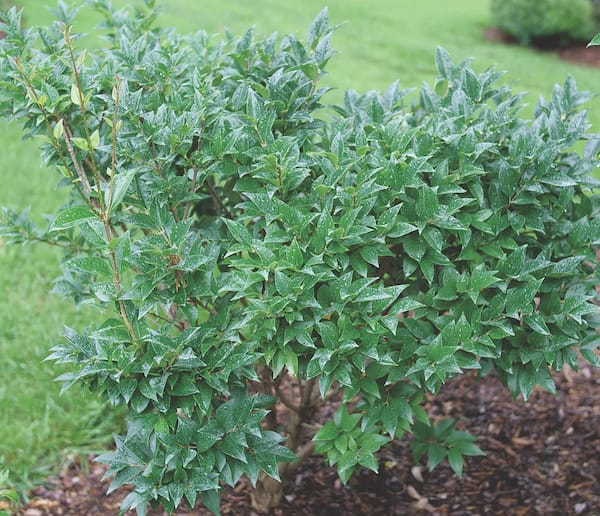 Outsmarting Invasive Plants