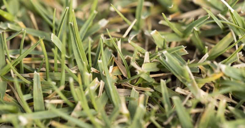 How To Hydrozone Landscape Plants