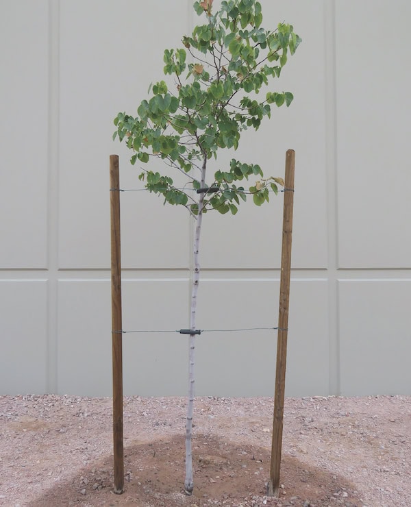 Staking Trees For Better Outcomes | Featured | TurfMagazine.com