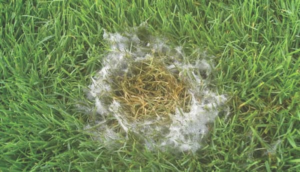 Troubleshooting Turfgrass Diseases