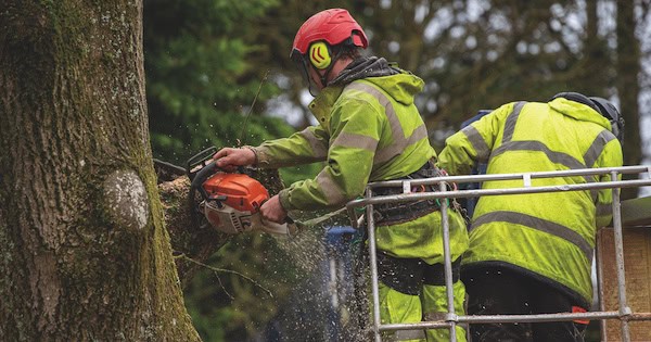 Tree-Felling Safety For Outdoor Professionals