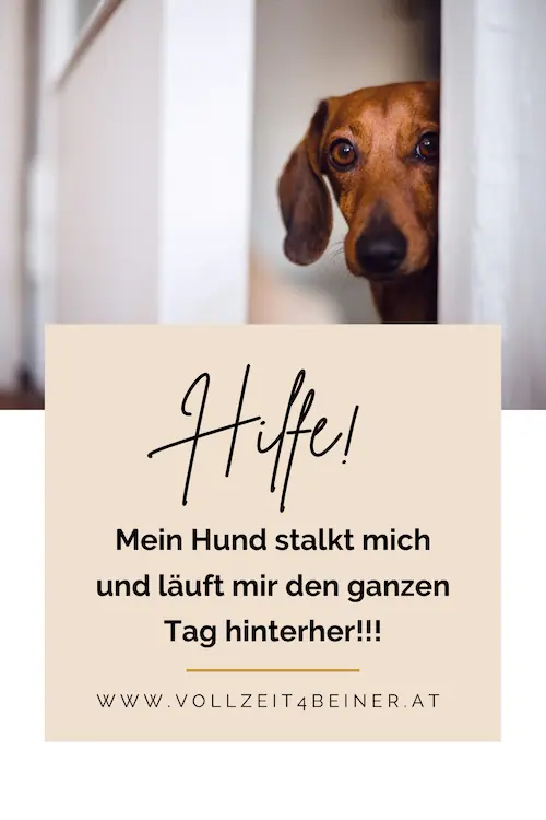 Stalking beim Hund, Kontrolle & Alleine Bleiben - Trainingstipps
