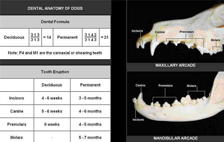 rottweiler teeth size