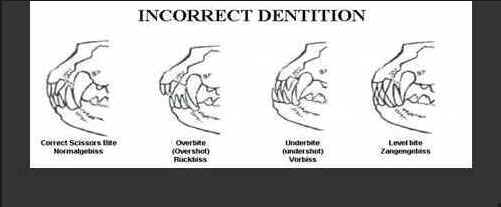 rottweiler teeth chart