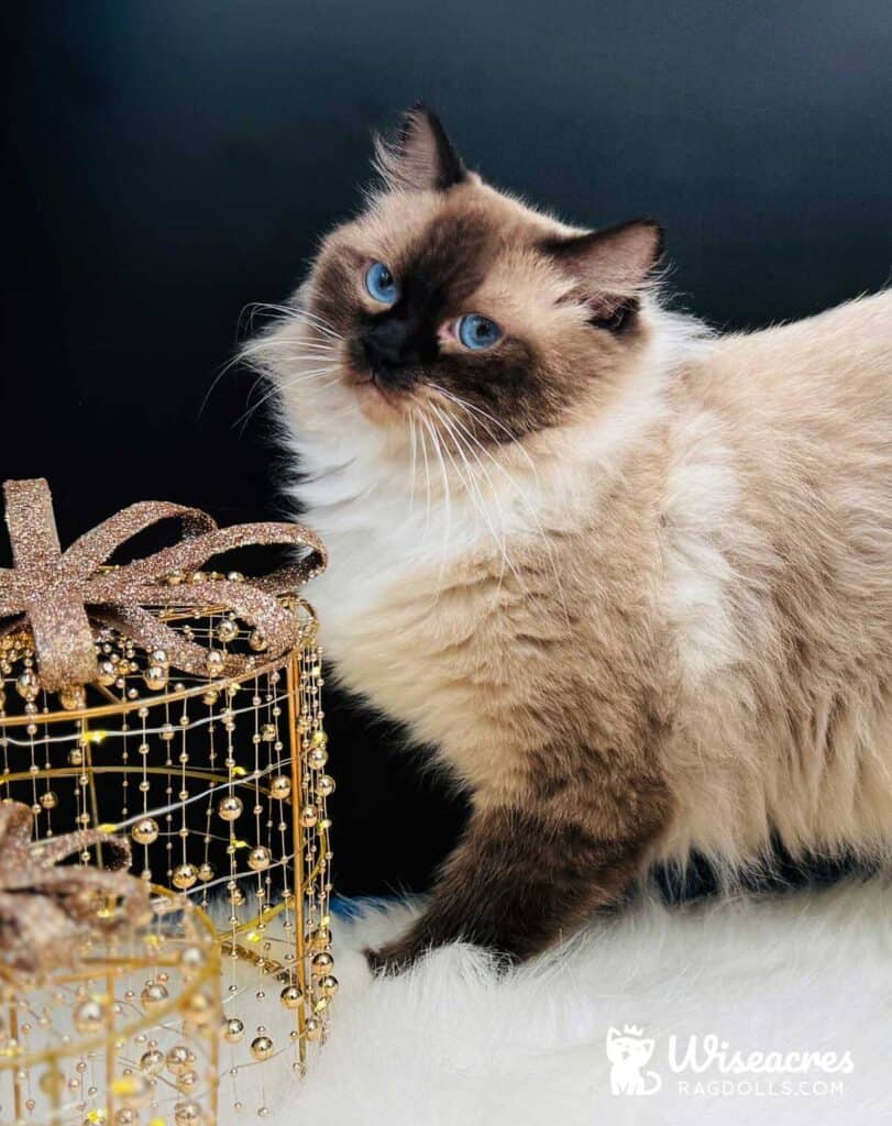 Seal Mitted Ragdoll Guide: 5 Traits of the "Mitted" Look