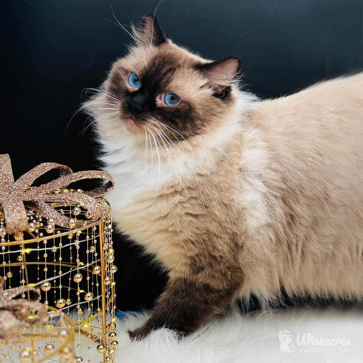 Stunning Ragdoll Colors and Patterns: Interactive 2026 Guide