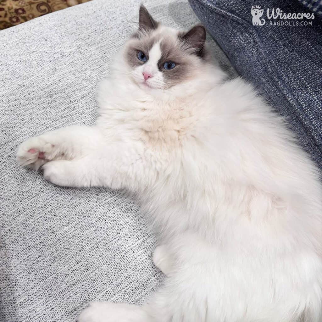 Stunning Ragdoll Colors and Patterns: Interactive 2026 Guide
