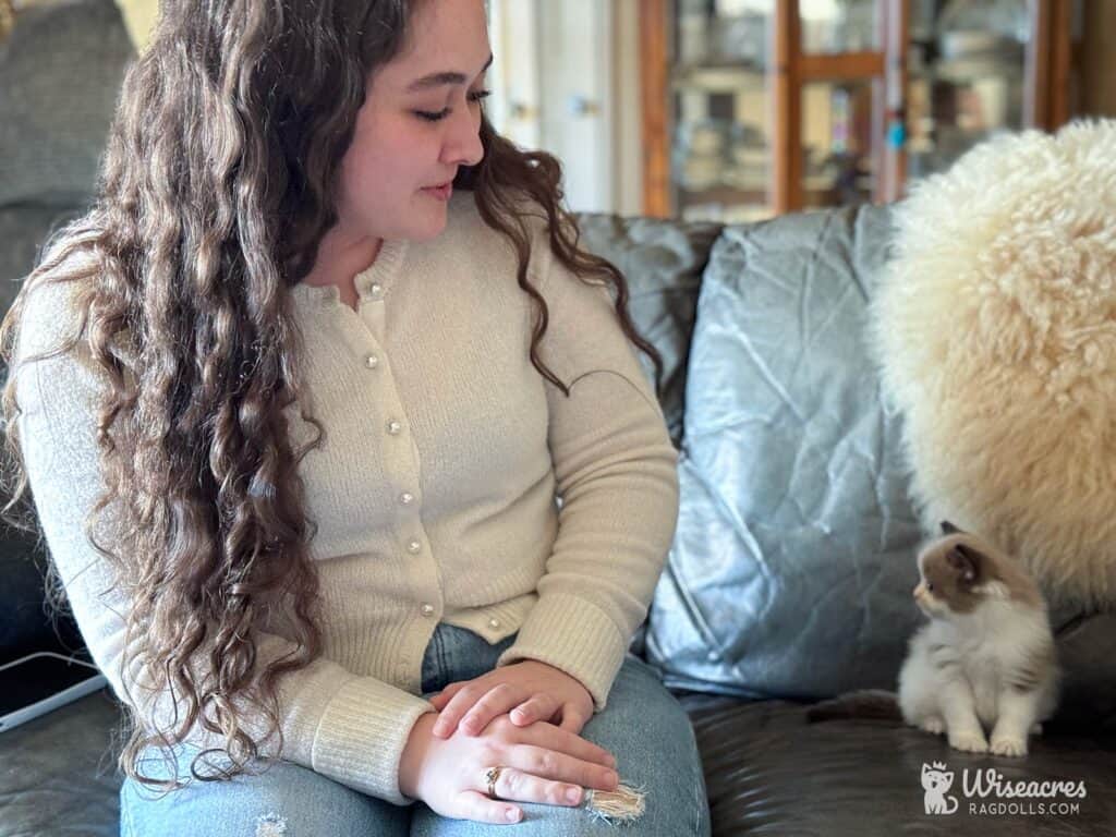 How to Choose an Ethical Ragdoll Breeder: 2026 Expert Guide