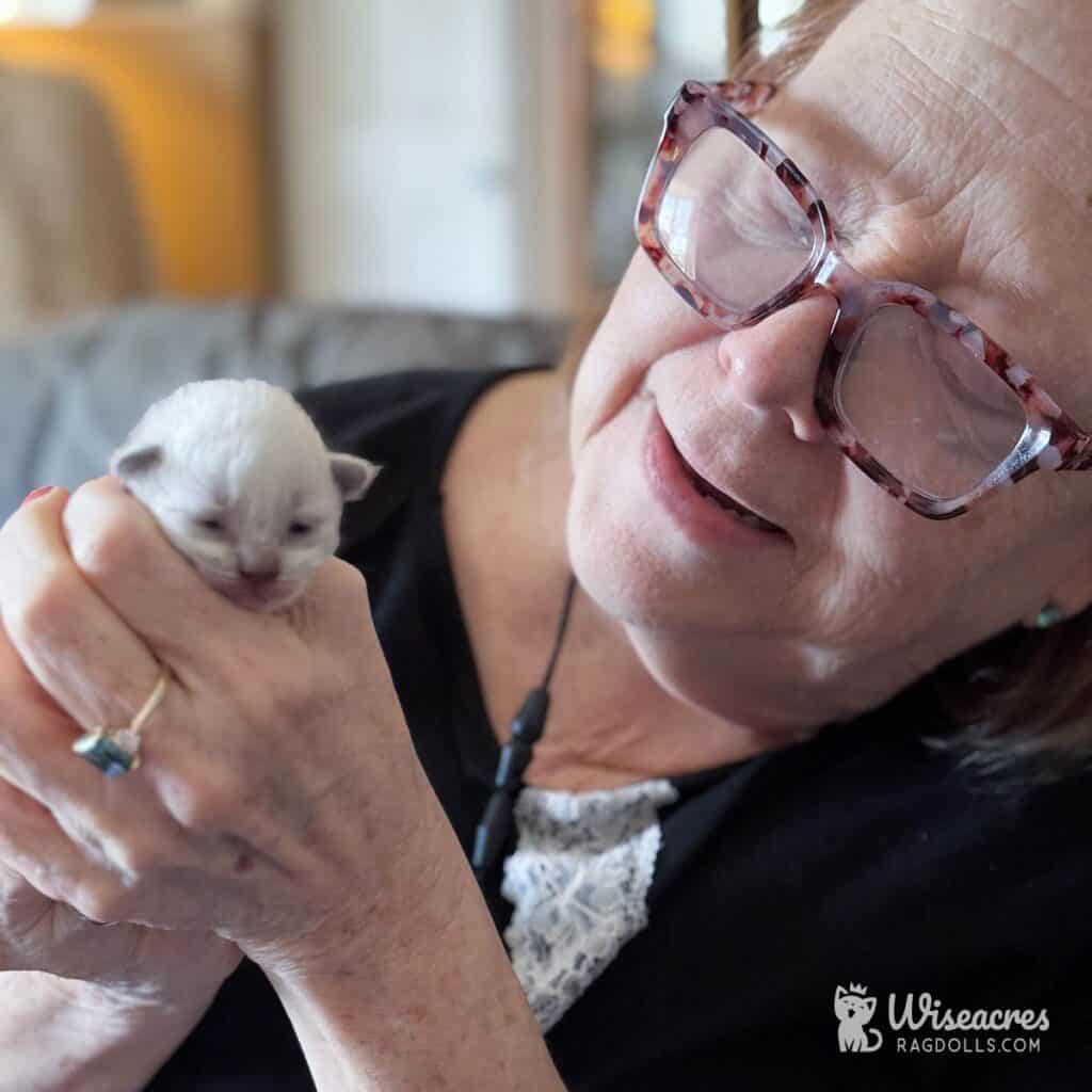 How to Choose an Ethical Ragdoll Breeder: 2026 Expert Guide
