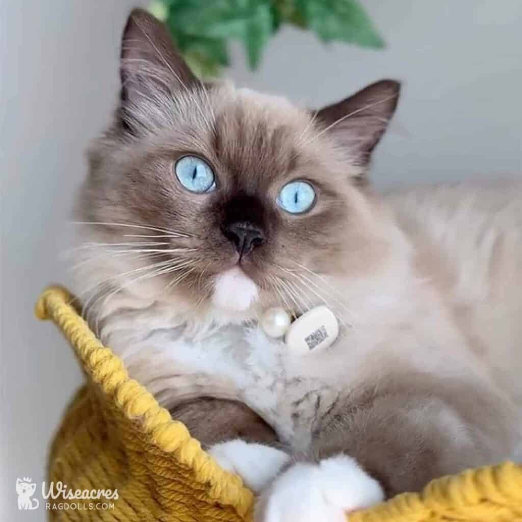 Mink Ragdoll & Cherubim Guide: The Velvet "Puppy-Cat"