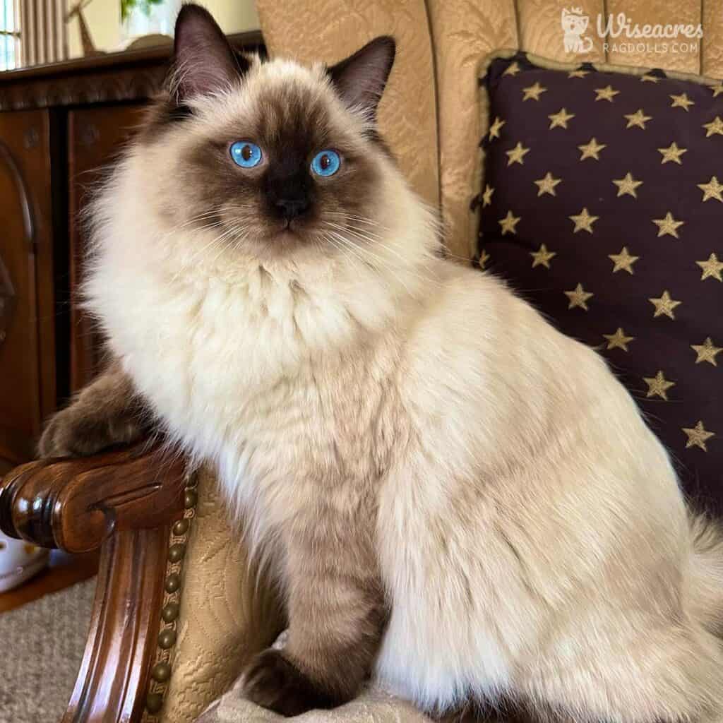 Stunning Ragdoll Colors and Patterns: Interactive 2026 Guide