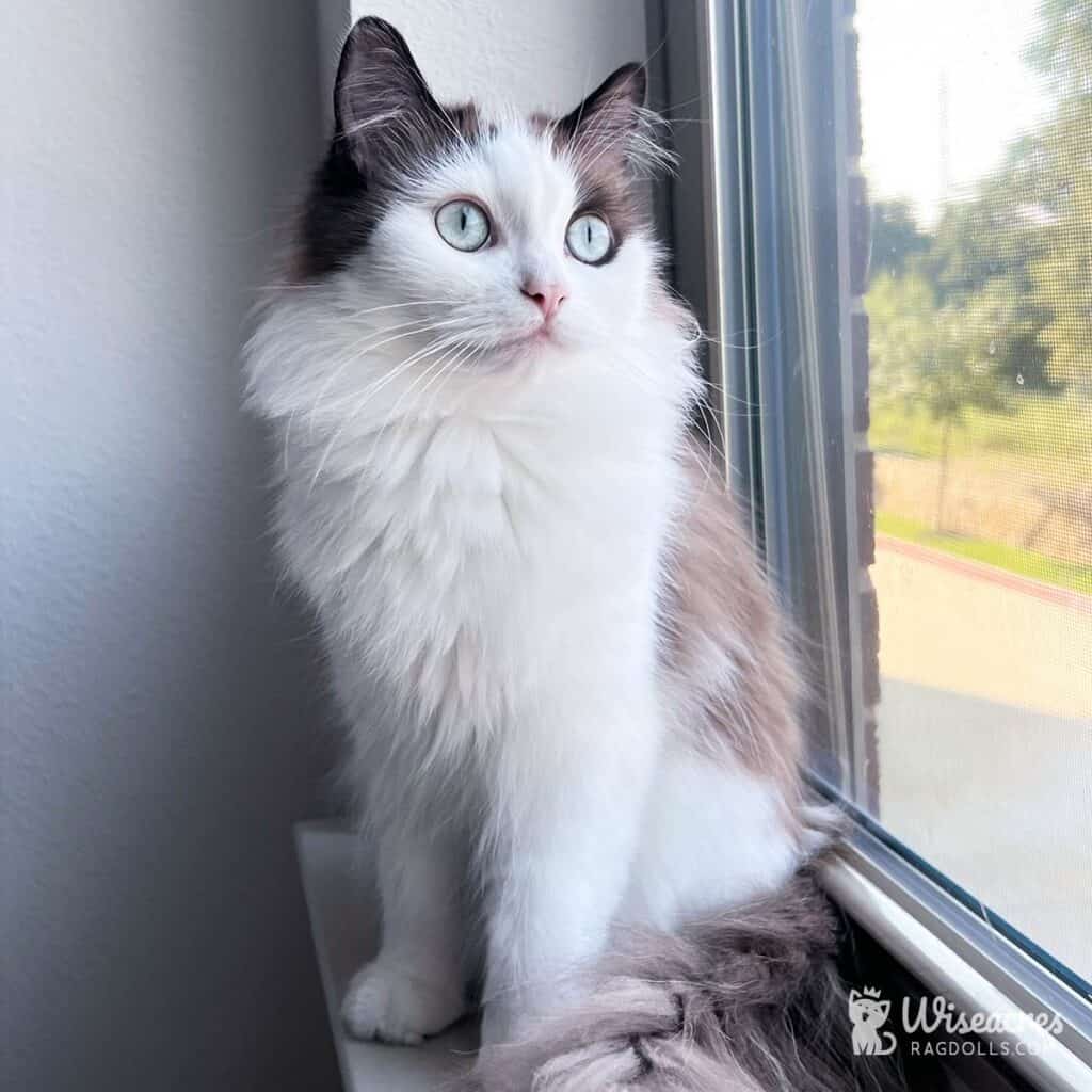 Mink Ragdoll & Cherubim Guide: The Velvet "Puppy-Cat"