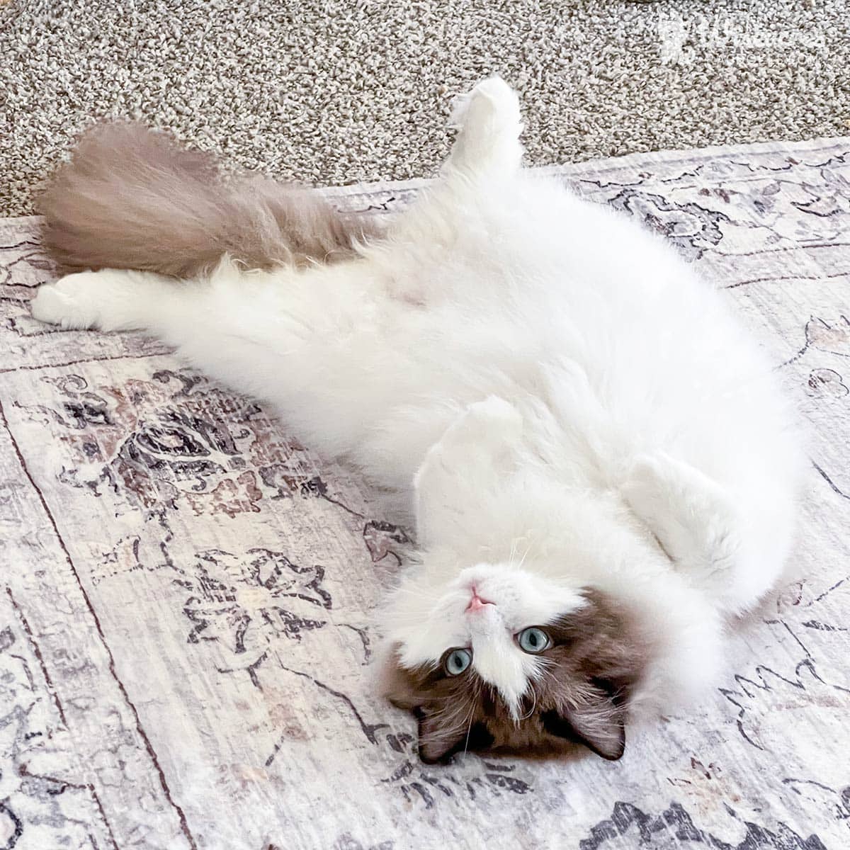 Seal Mink Bicolor Ragdoll Arkansas | Enzo’s Story | Wiseacres