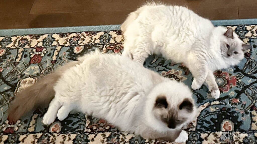 7 Reasons to Love Blue Mitted Ragdolls: 2026 Breed Guide