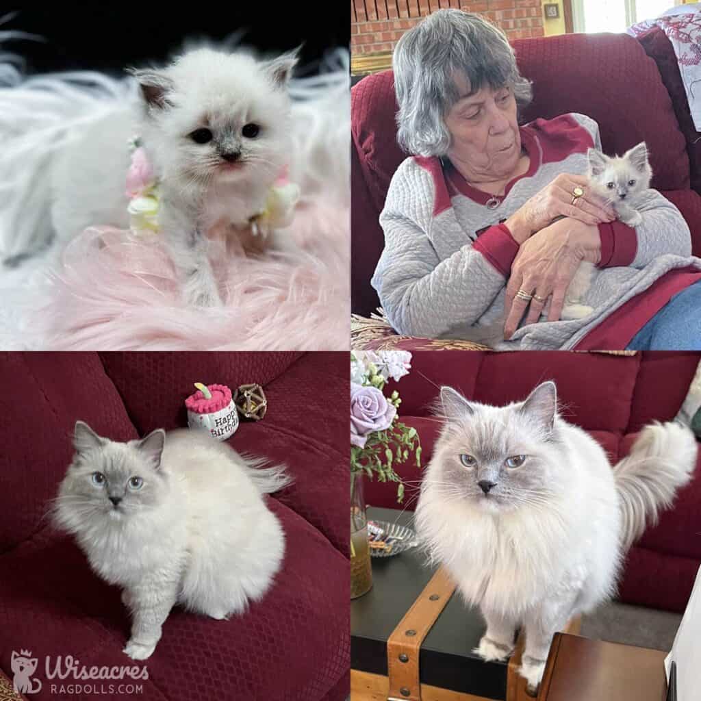 7 Reasons to Love Blue Mitted Ragdolls: 2026 Breed Guide