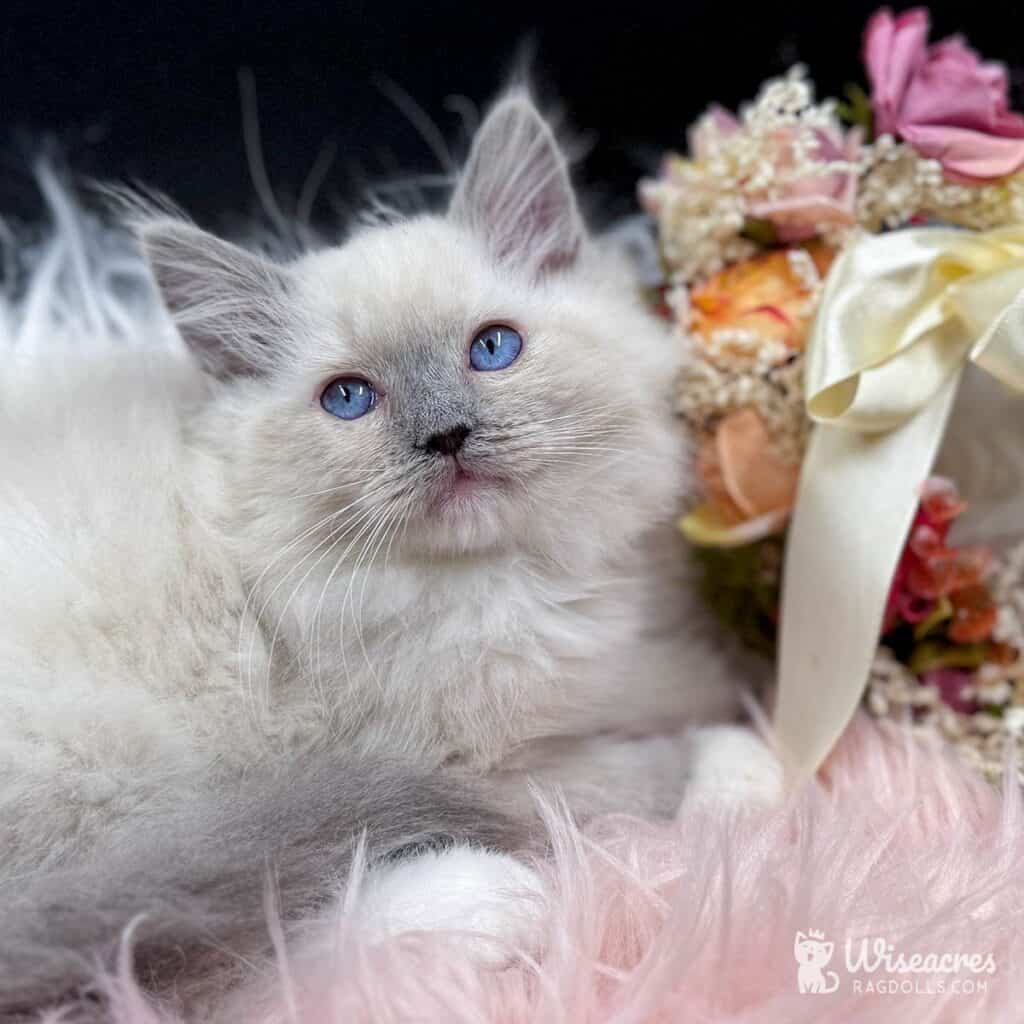 10 Stunning Ragdoll Kitten to Adult Transformation Photos