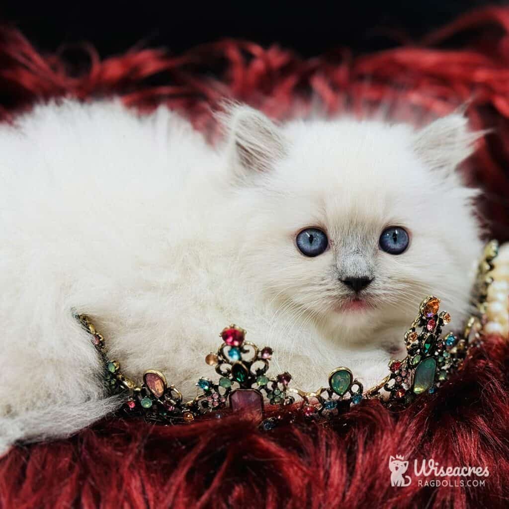 7 Reasons to Love Blue Mitted Ragdolls: 2026 Breed Guide