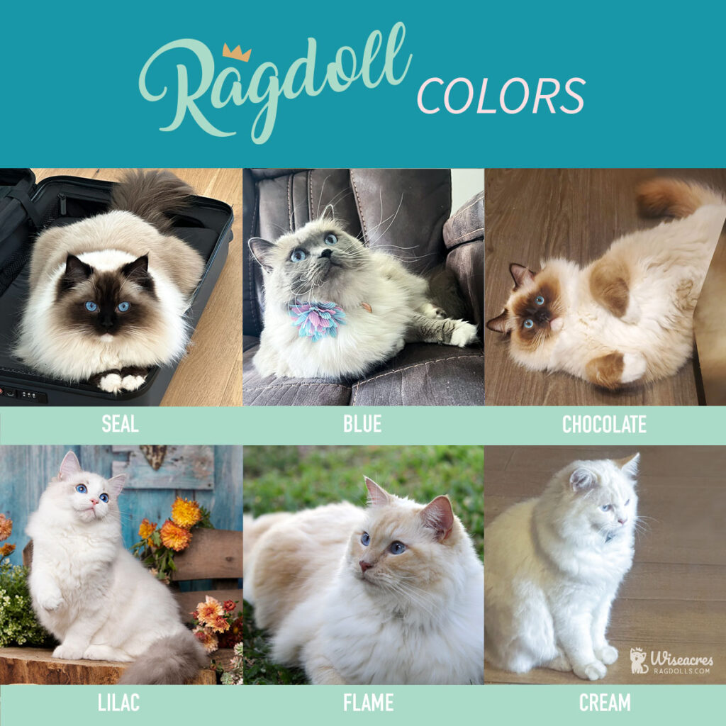 Stunning Ragdoll Colors and Patterns: Interactive 2026 Guide