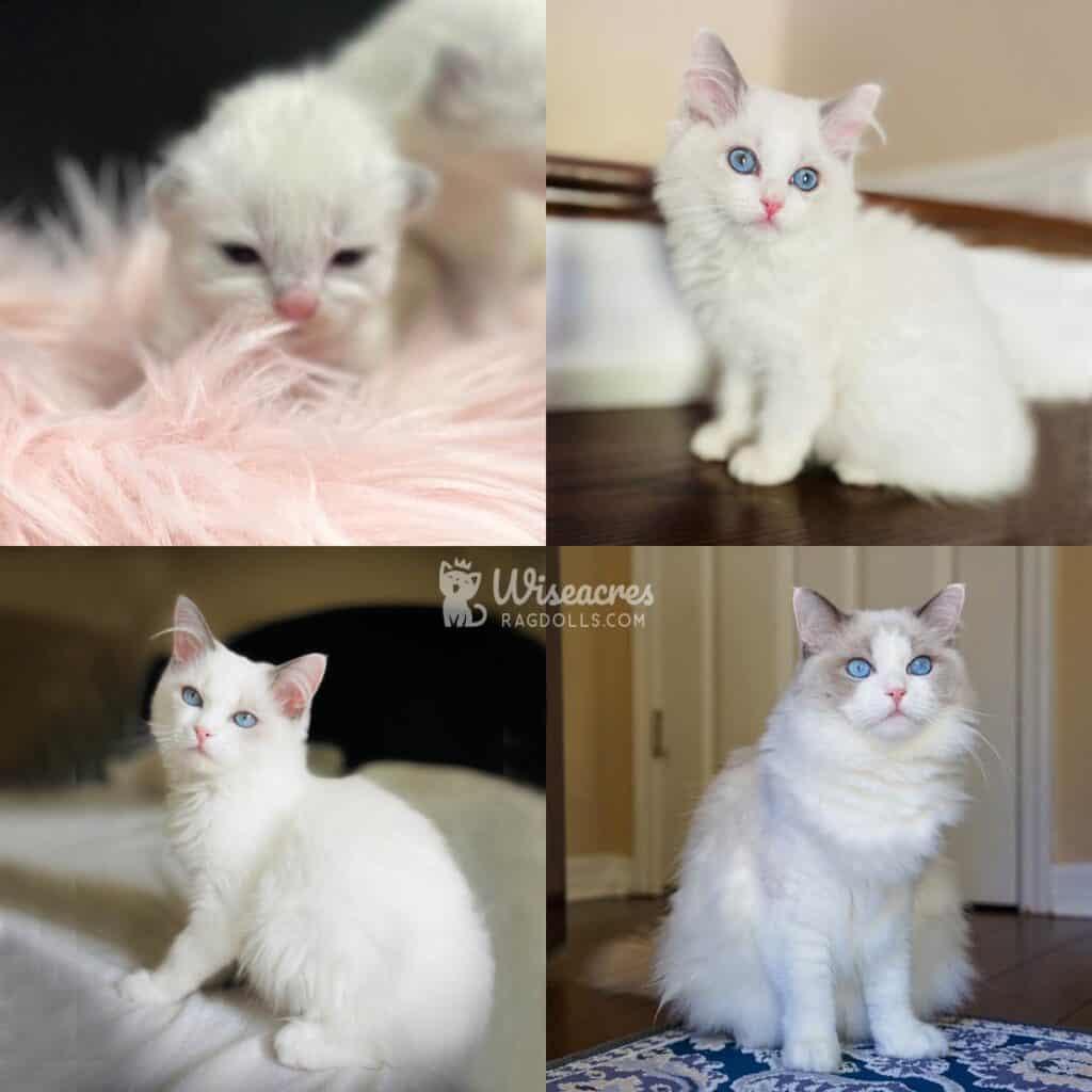Stunning Blue Bicolor Ragdolls: 2026 Development Guide