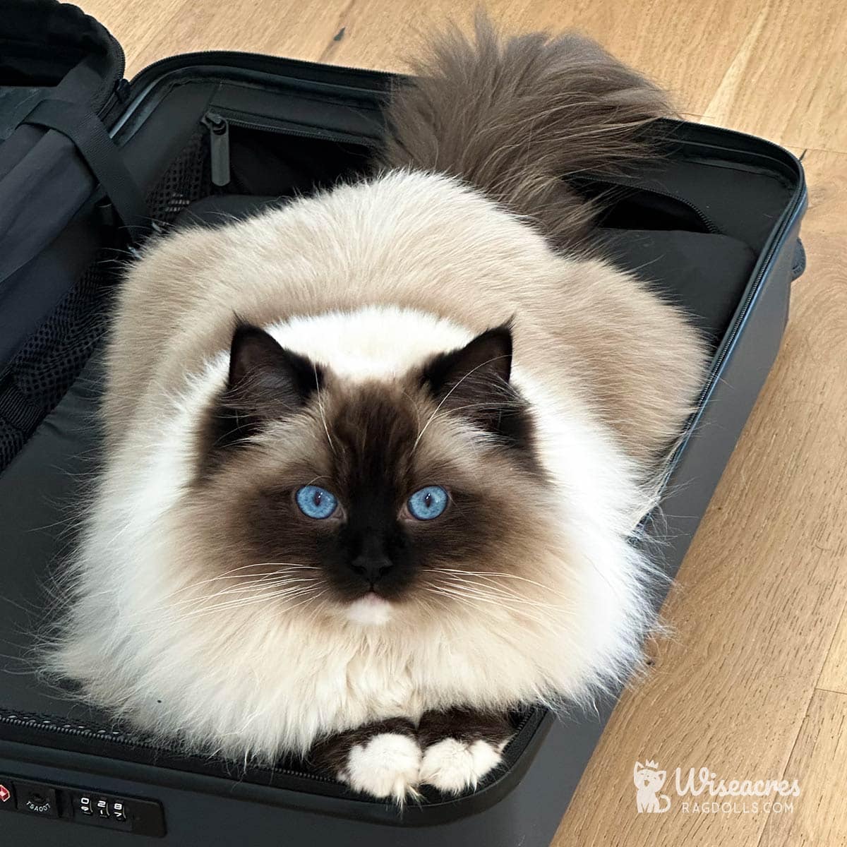 Seal Mitted Ragdoll Guide: 5 Traits of the "Mitted" Look