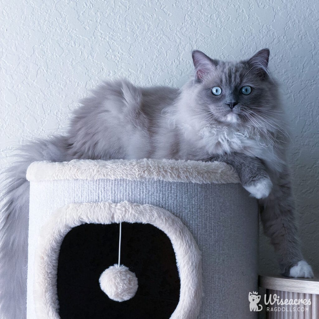 Mink Ragdoll & Cherubim Guide: The Velvet "Puppy-Cat"