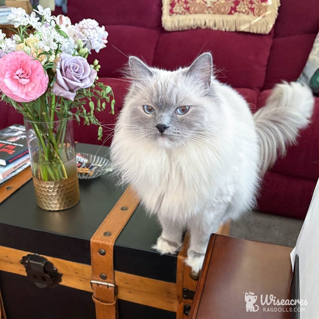 Stunning Ragdoll Colors and Patterns: Interactive 2026 Guide