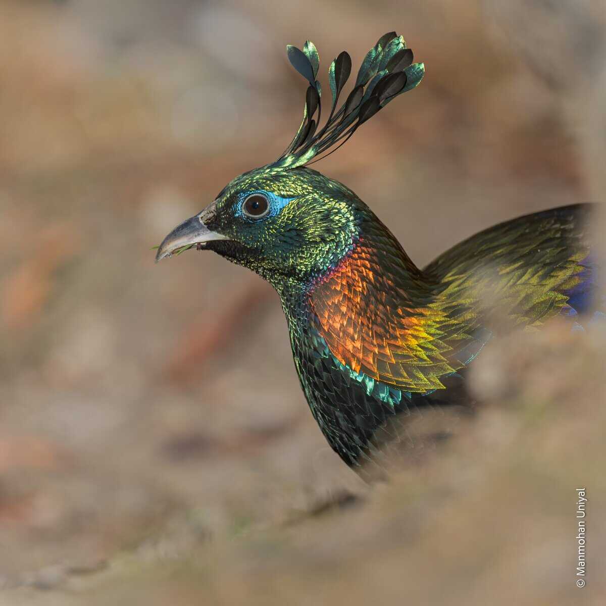 Himalayan Monal: 5 Fascinating Facts to Know