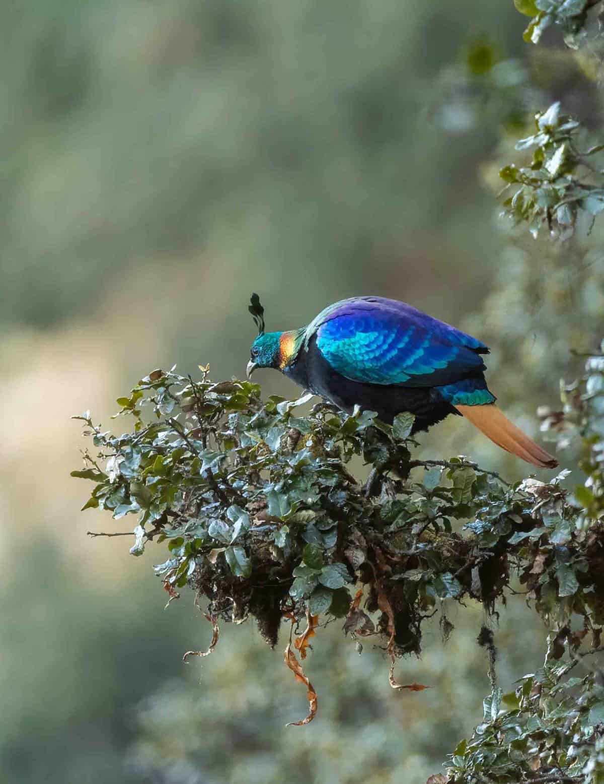 Himalayan Monal: 5 Fascinating Facts to Know