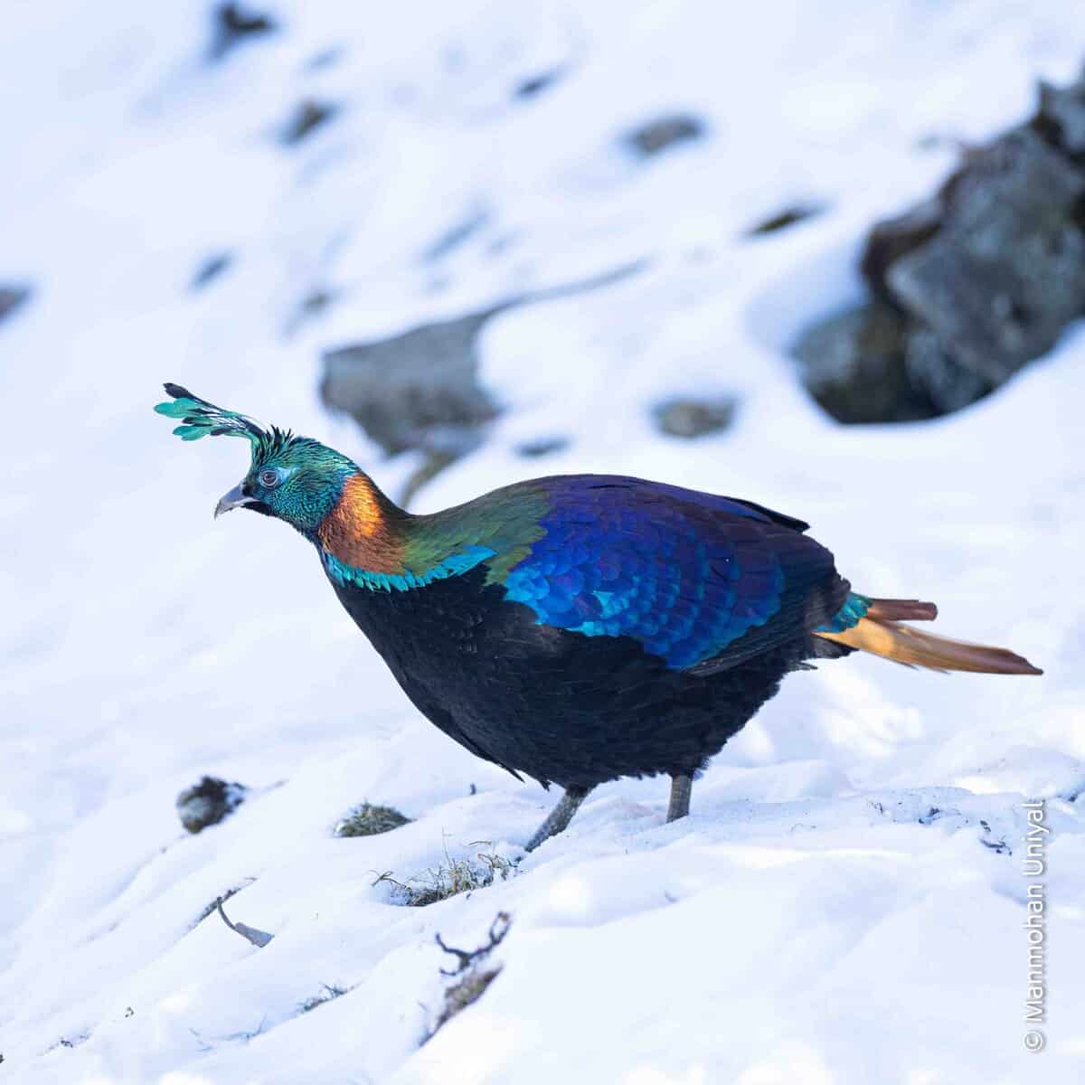 Himalayan Monal: 5 Fascinating Facts to Know