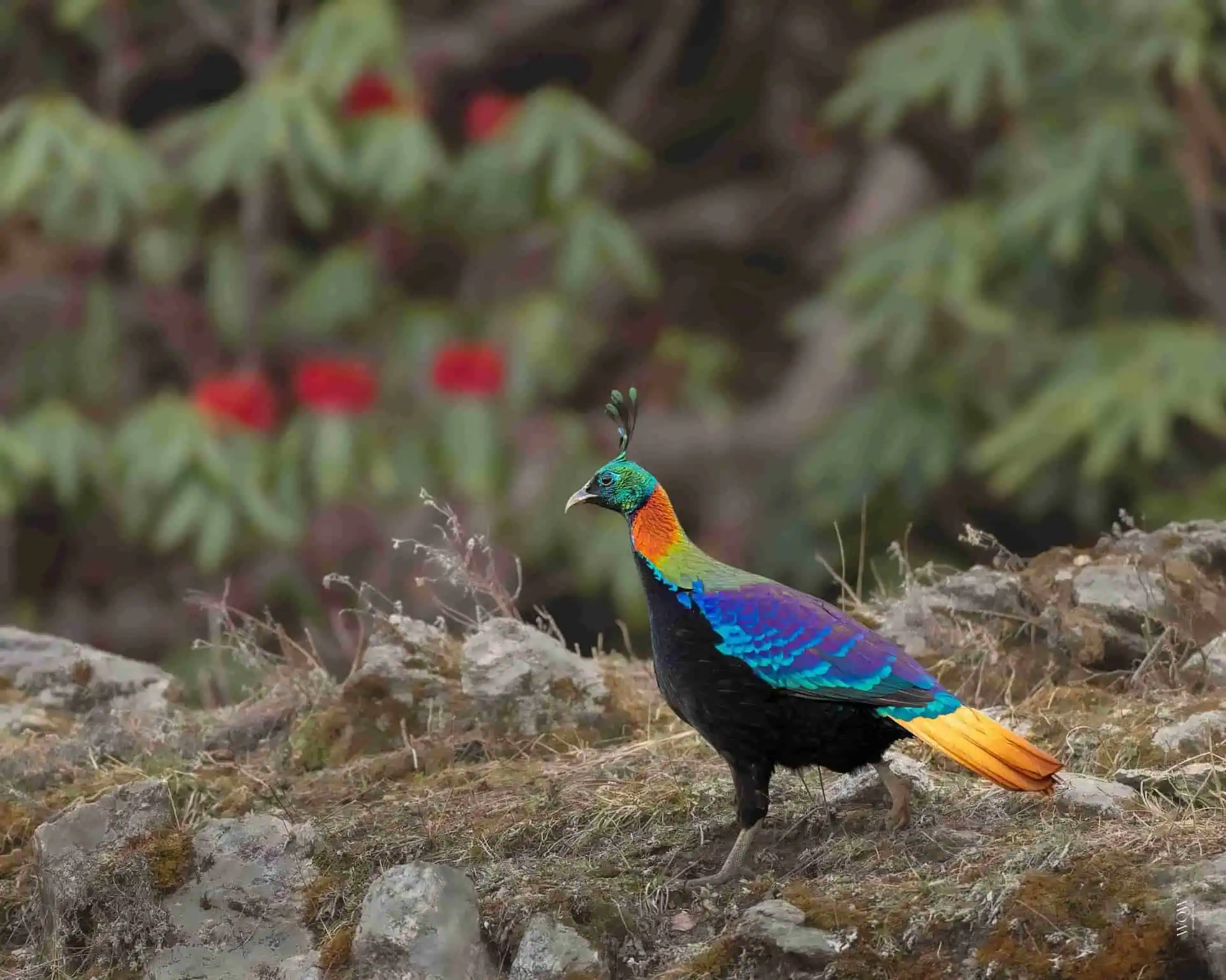 Himalayan Monal: 5 Fascinating Facts to Know