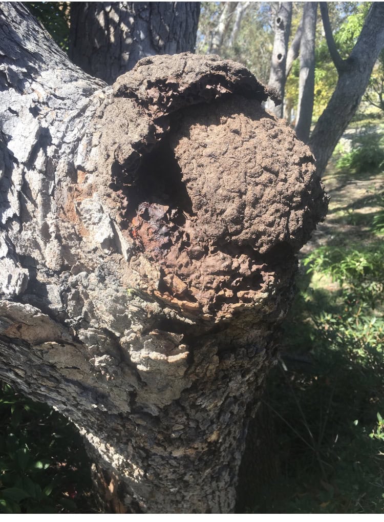 How to Know If Termites Are Invading Trees on Your Property · Clean ...