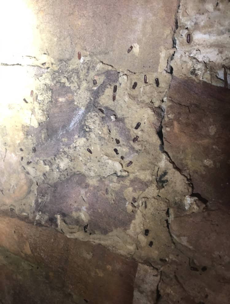 How to Find and Destroy Cockroach Nests in Your Home · Clean & Green ...