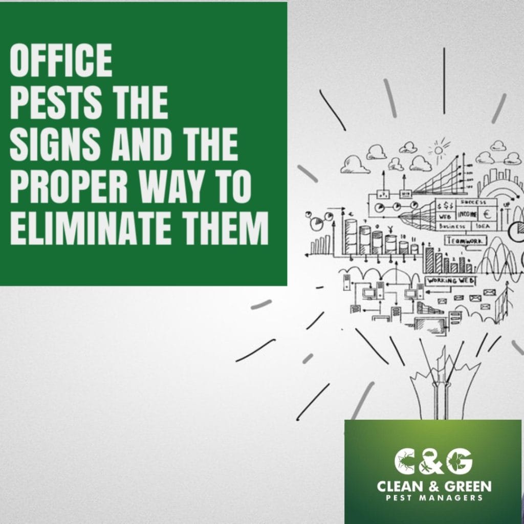 Office Pests: The Signs and the Proper Way to Eliminate Them · Clean ...