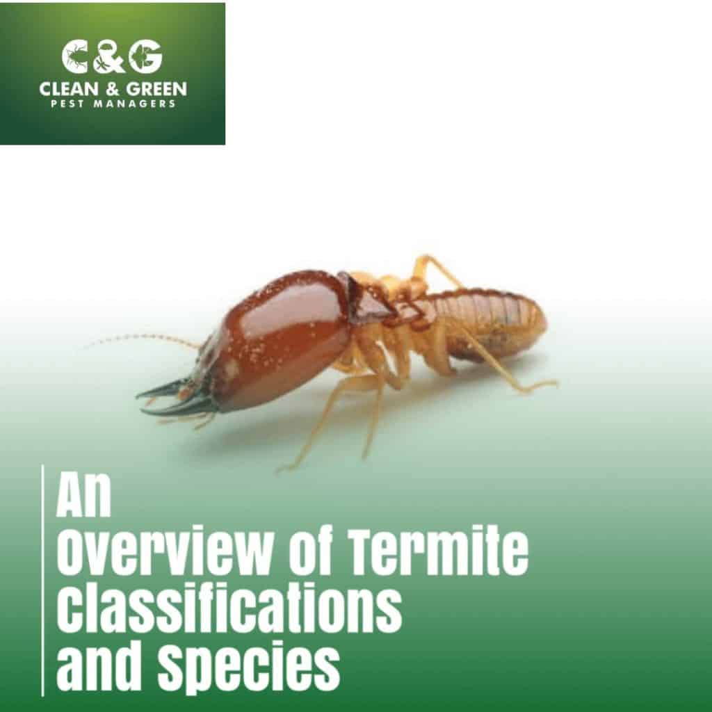 termite identification chart australia