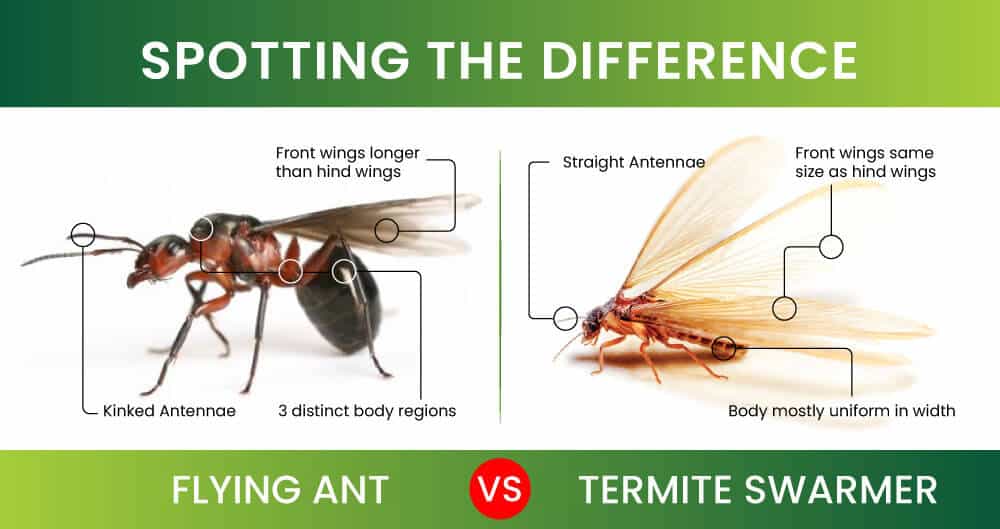 difference between ant and termite body