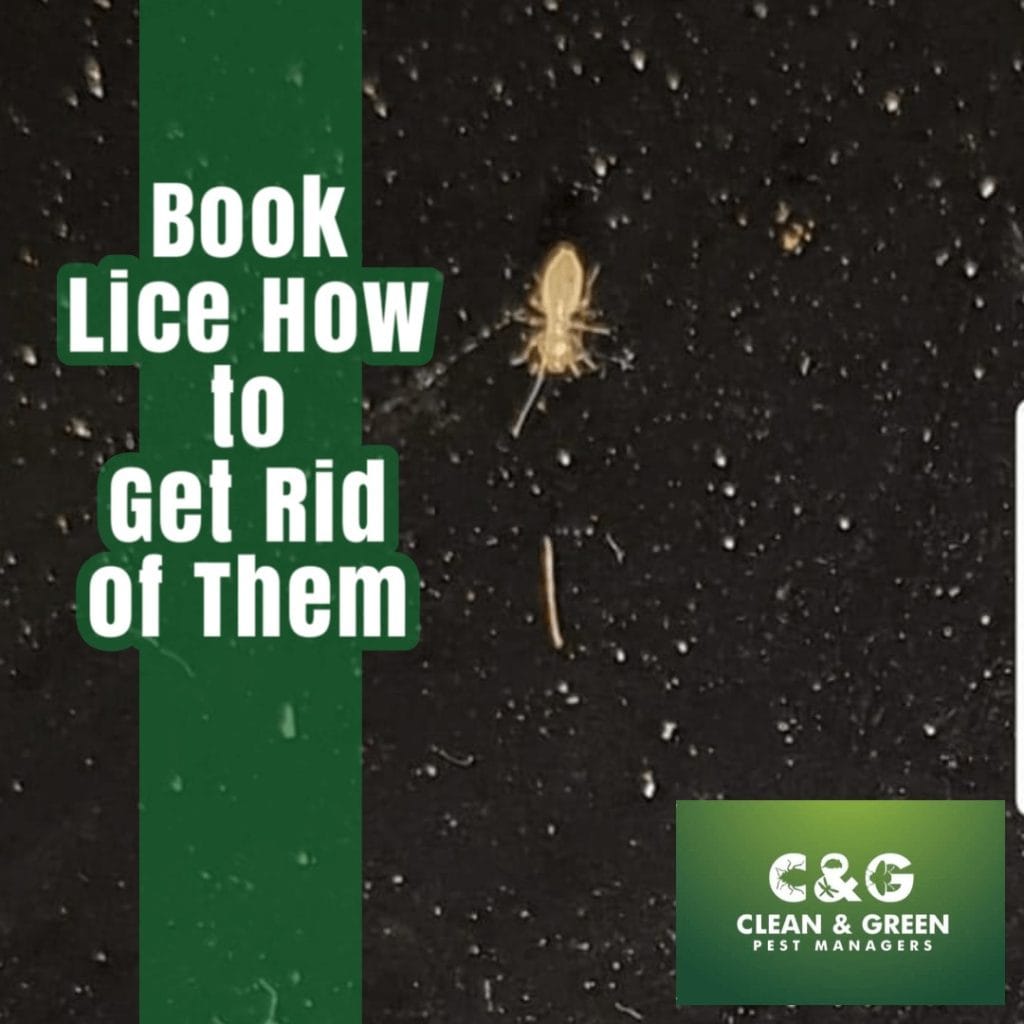 Book Lice How to Get Rid of Them : The Complete Guide · Clean & Green ...