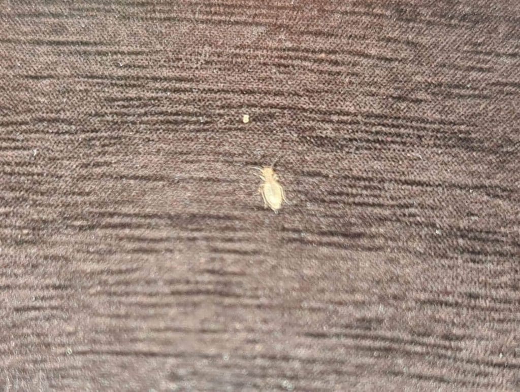 Book Lice How to Get Rid of Them : The Complete Guide · Clean & Green ...