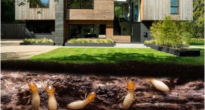 How to Spot Signs of Termite Infestation in Your Sydney HomeClean ...