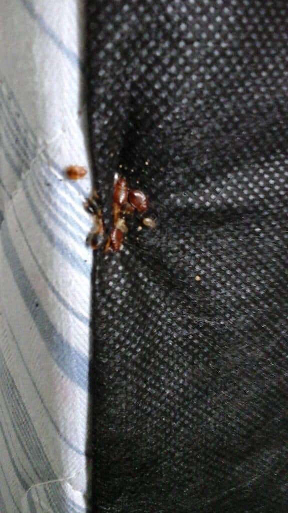 flea eggs on clothes