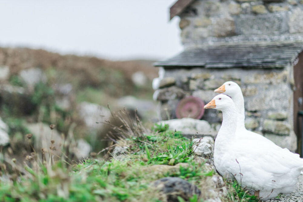 Where to visit: Land’s End | Cornwall Arts & Heritage