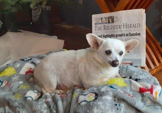 SPIKE De 23 Años Es El Perro Vivo Más Longevo Del Mundo | El Rincón de Edy