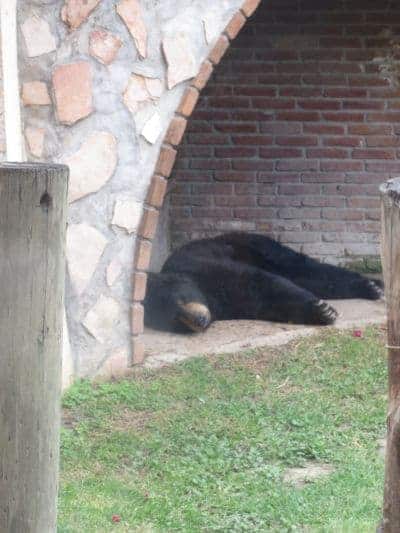 Oso Negro Parque Loro Puebla