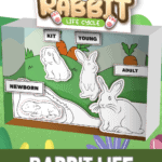 rabbit diorama project